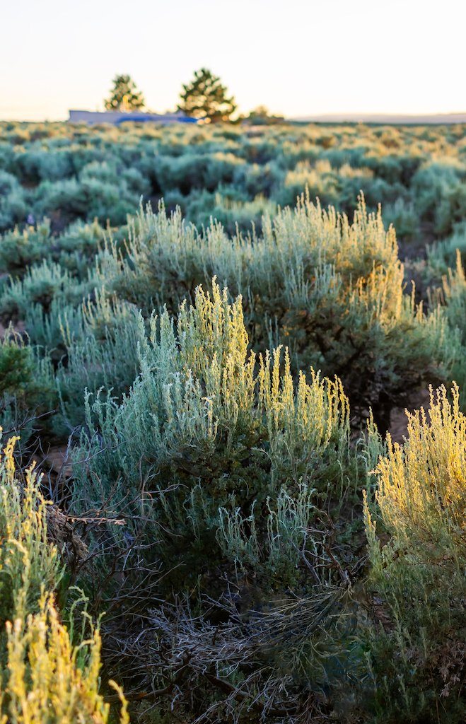 Sage & Bergamot Face Mist - Wandering the West - Peak Scents – PeakScents